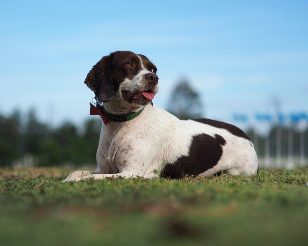 Beagle Springer Spaniel Mix